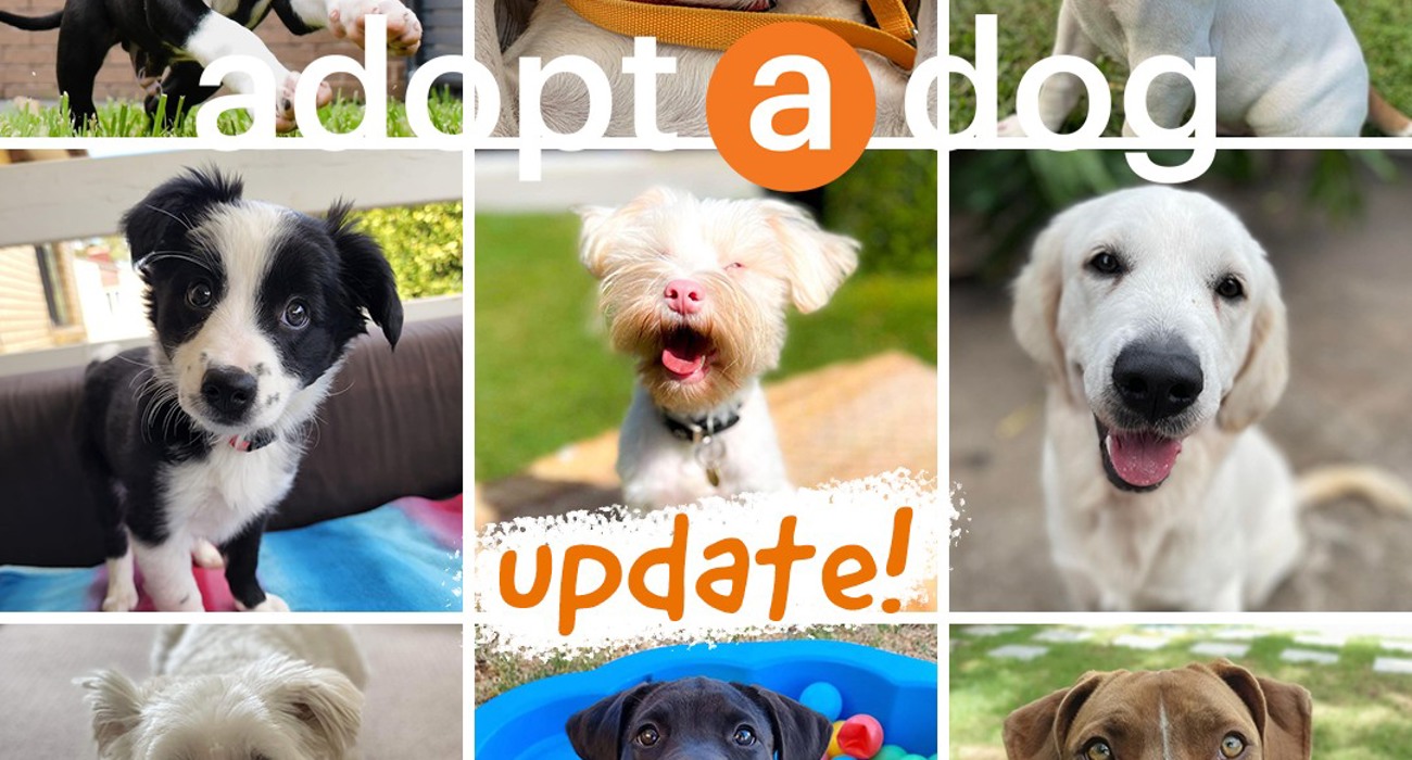 An Adopt-A-Dog Update!