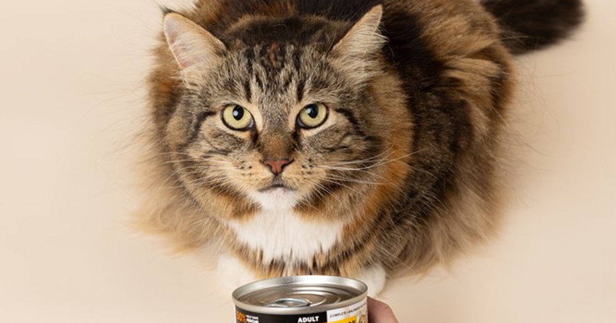 Cat Food Range